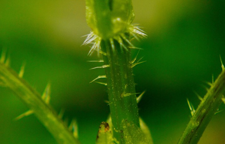 Stinging Nettle – The Northwest Forager™