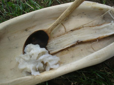 Cattail – The Northwest Forager™
