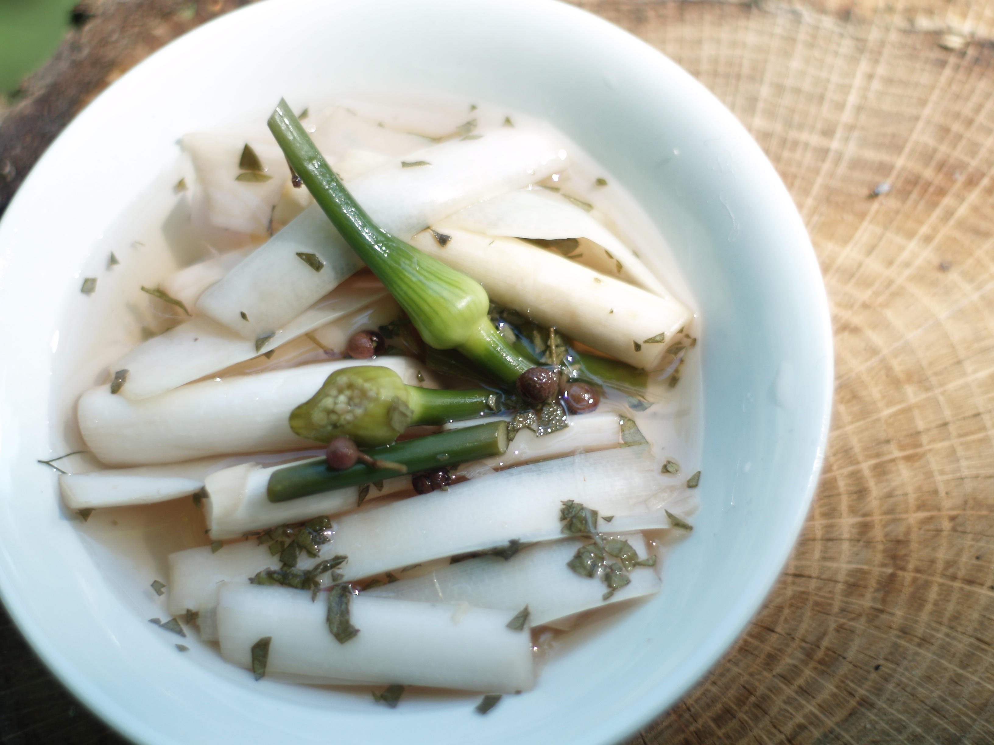 Cattail – The Northwest Forager™