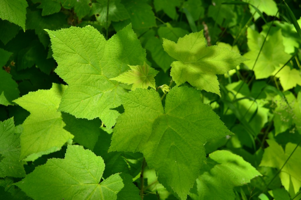 Thimbleberry – The Northwest Forager™