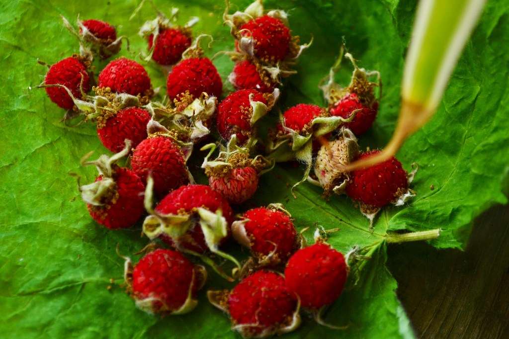 Thimbleberry – The Northwest Forager™