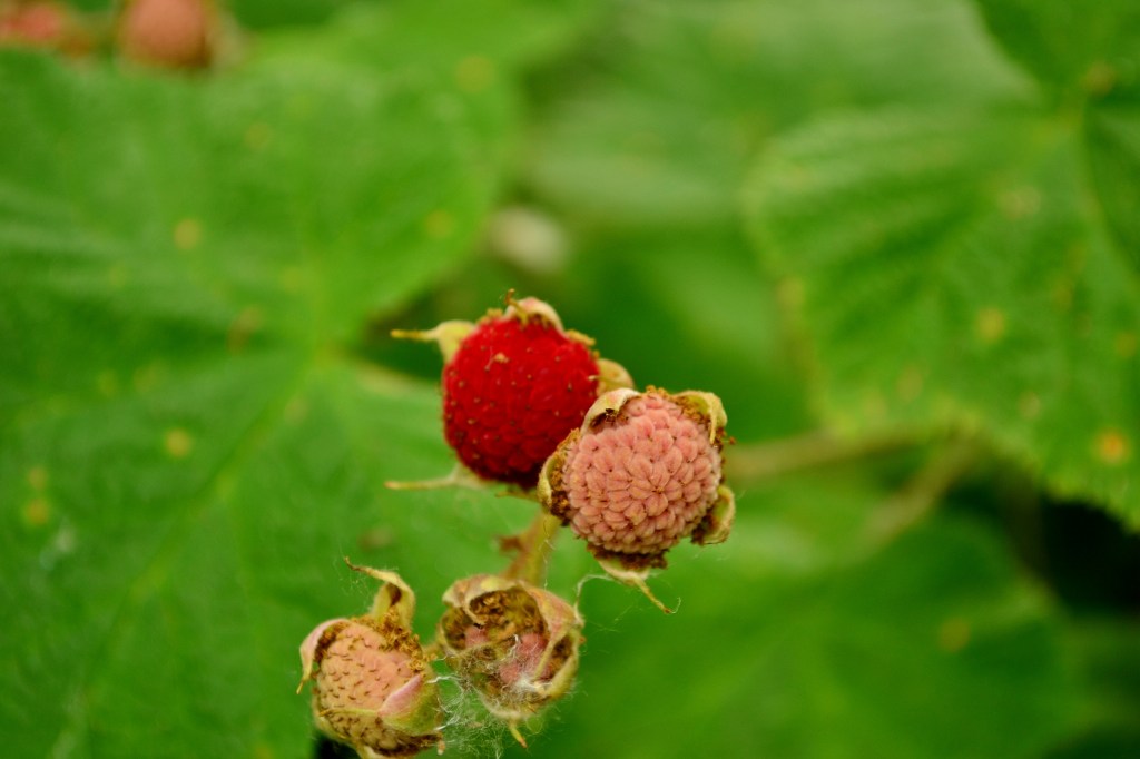 Thimbleberry – The Northwest Forager™