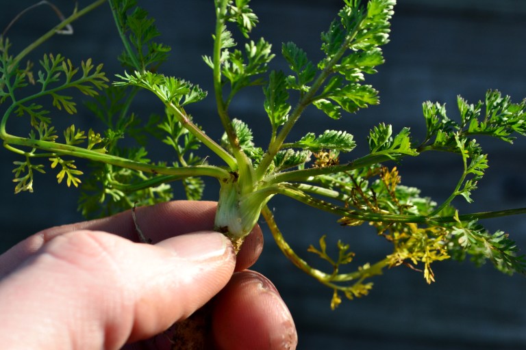 Wild Carrot vs Poison Hemlock – A Deep Dive – The Northwest Forager™