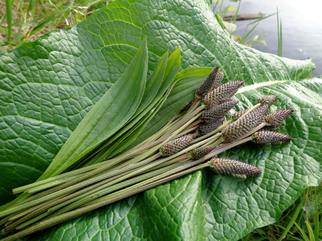 Narrowleaf Plantain – Cooking with forage – The Northwest Forager™