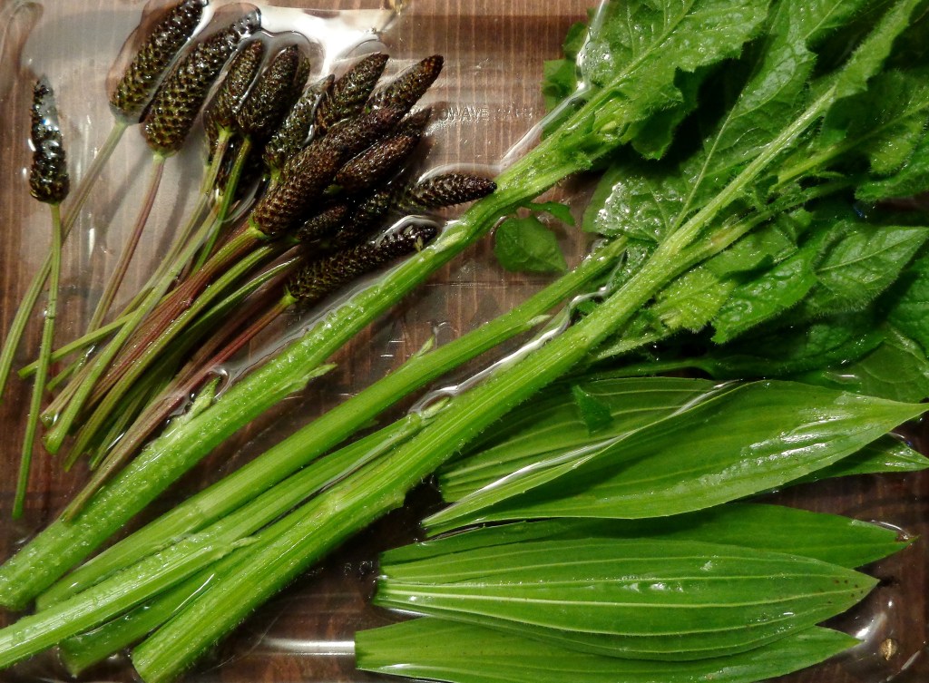Narrowleaf Plantain – Cooking with forage – The Northwest Forager™
