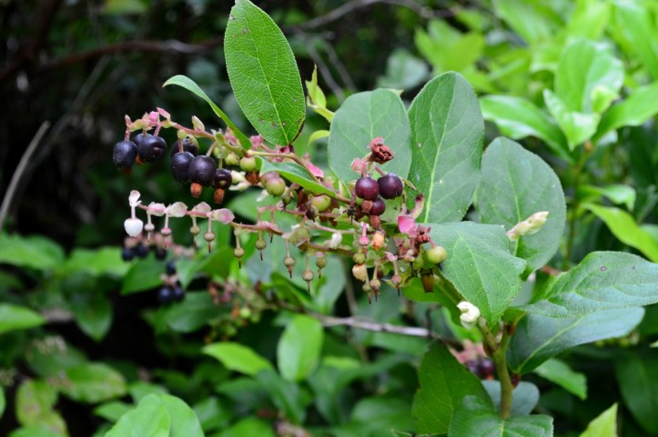 Salal Berry – The Northwest Forager™