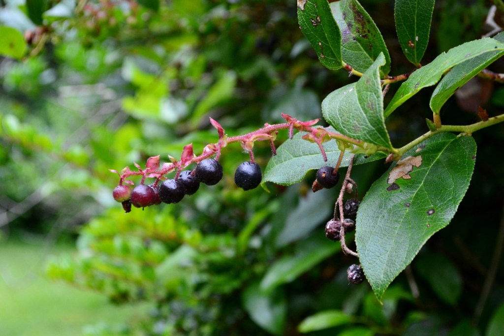 Salal Berry – The Northwest Forager™