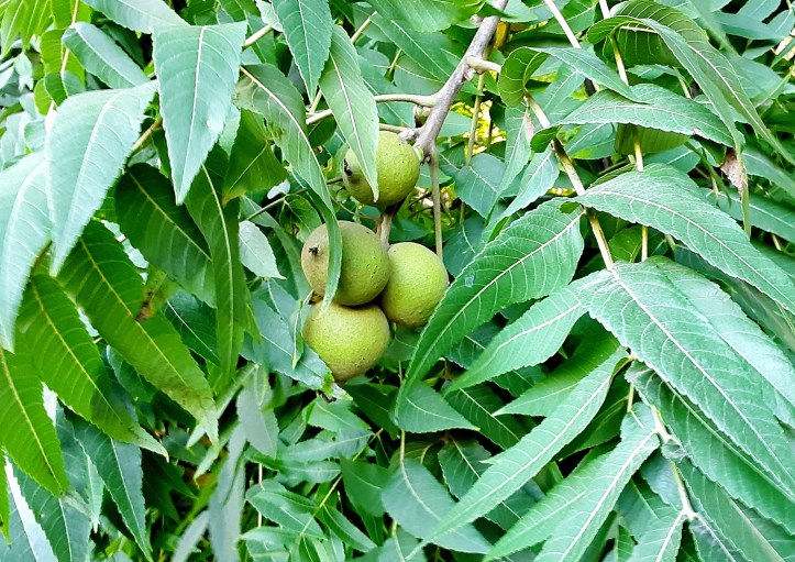 Fruit & Nut Trees – The Northwest Forager™