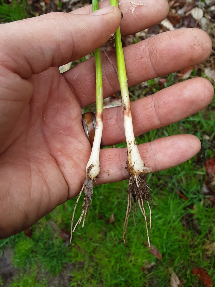 10 Wild Roots You Can Forage During Wintertime – The Northwest Forager™