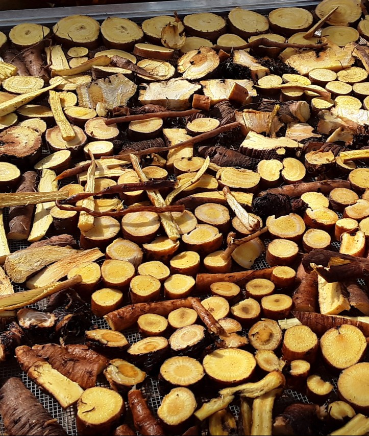 10 Wild Roots You Can Forage During Wintertime – The Northwest Forager™