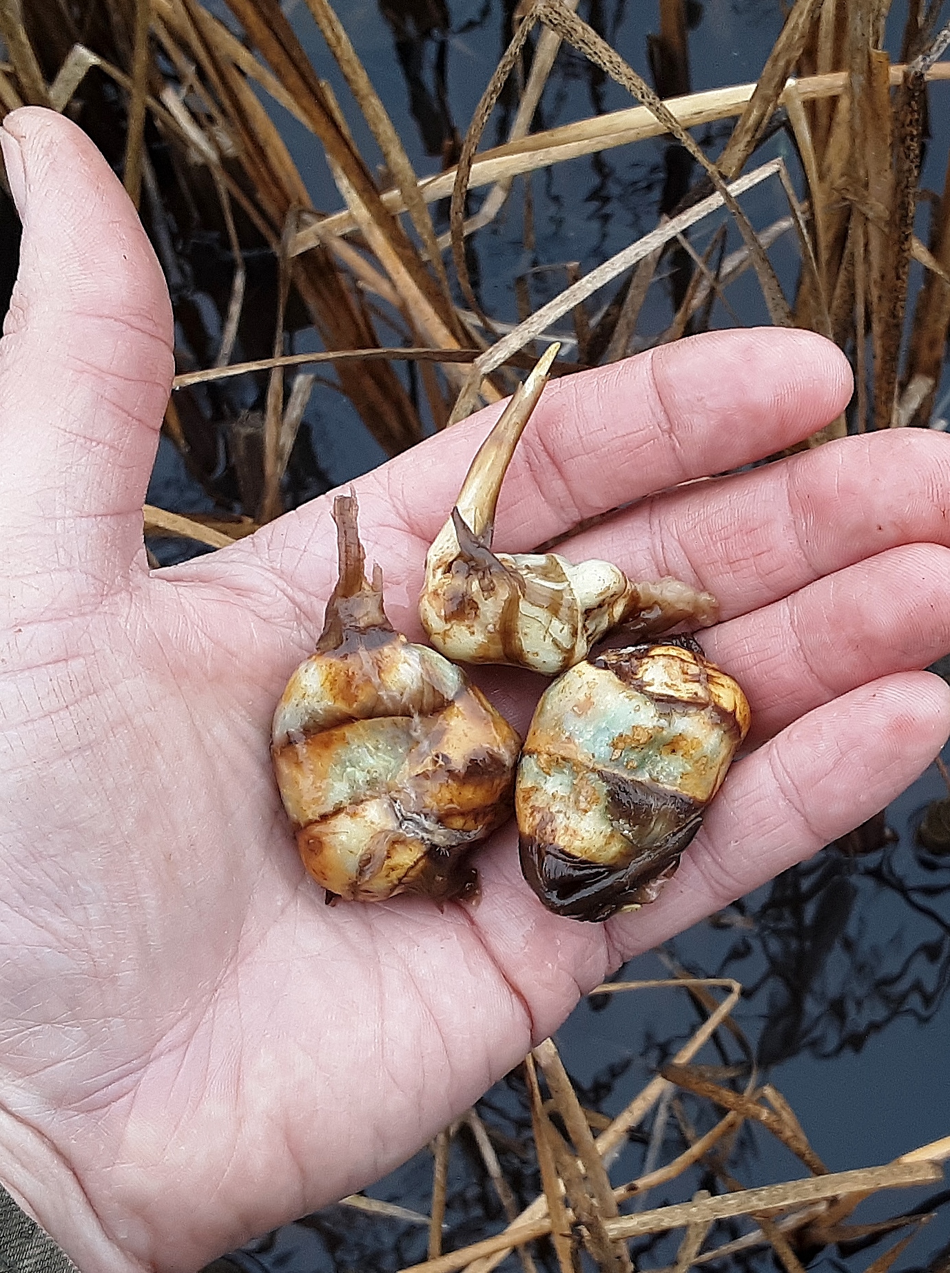 10 Wild Roots You Can Forage During Wintertime – The Northwest Forager™