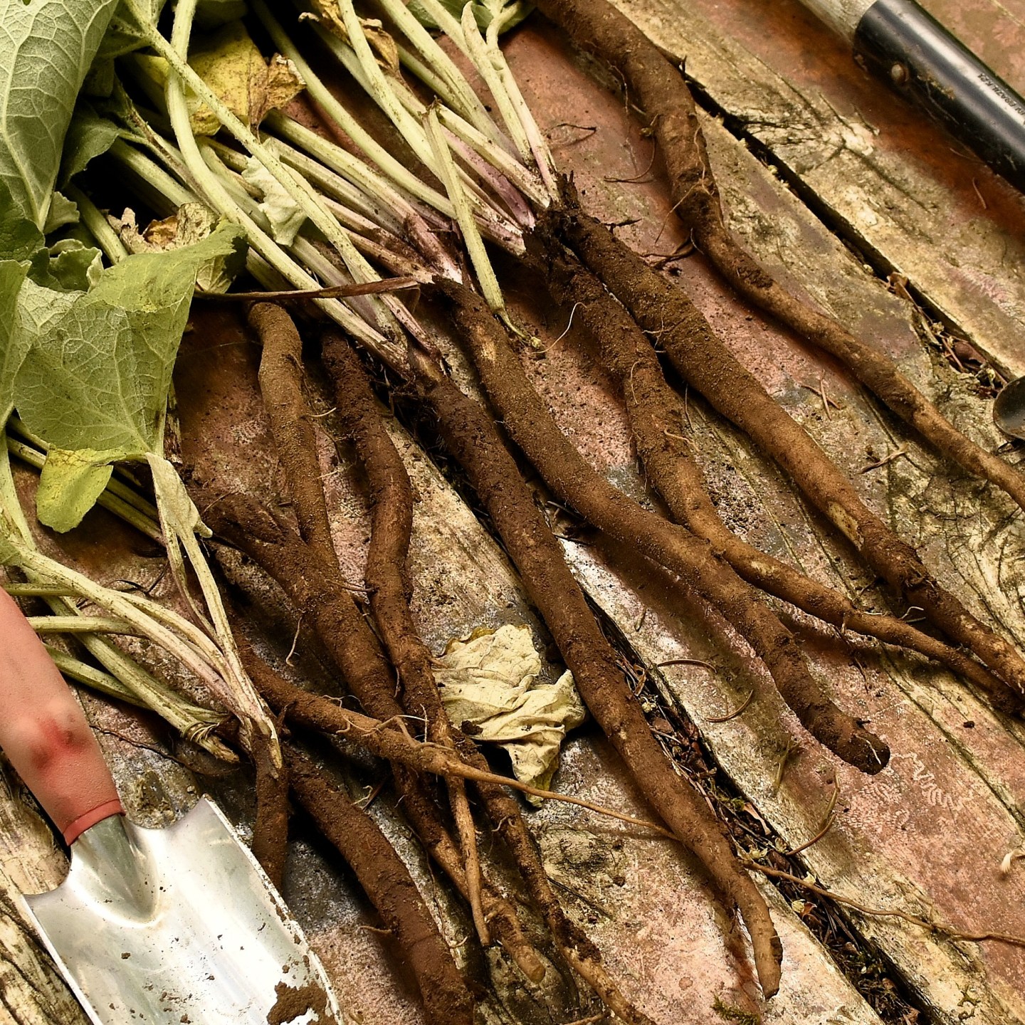 🥕 10 Wild Roots You Can Forage During Wintertime ️ – The Northwest Forager™