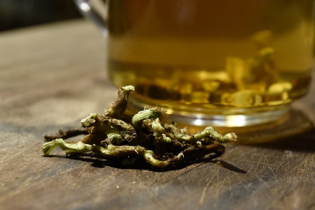 10 Wild Roots You Can Forage During Wintertime – The Northwest Forager™