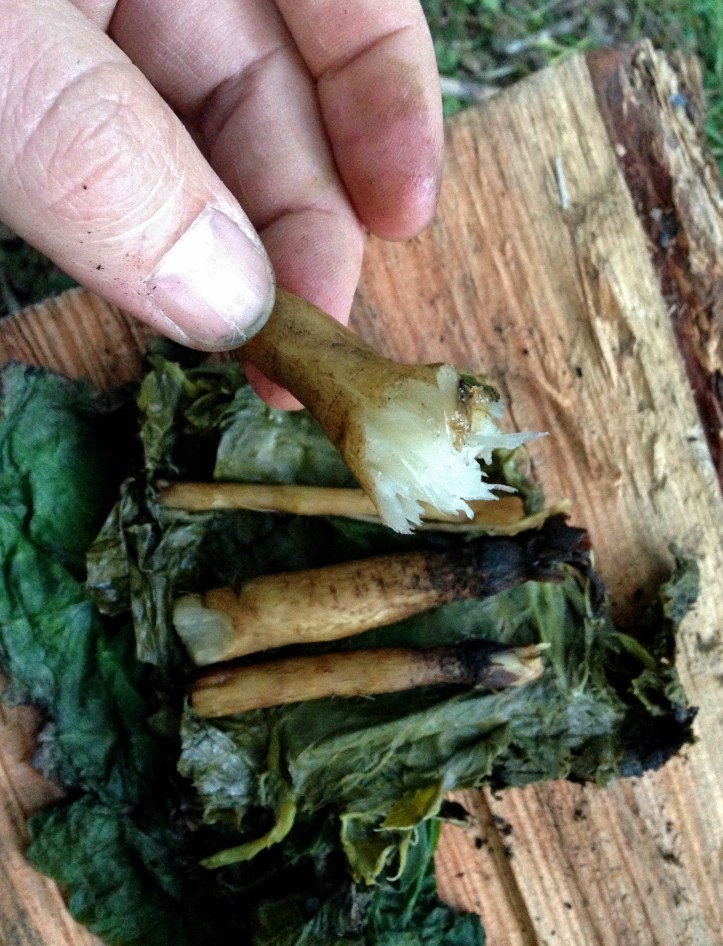 10 Wild Roots You Can Forage During Wintertime – The Northwest Forager™