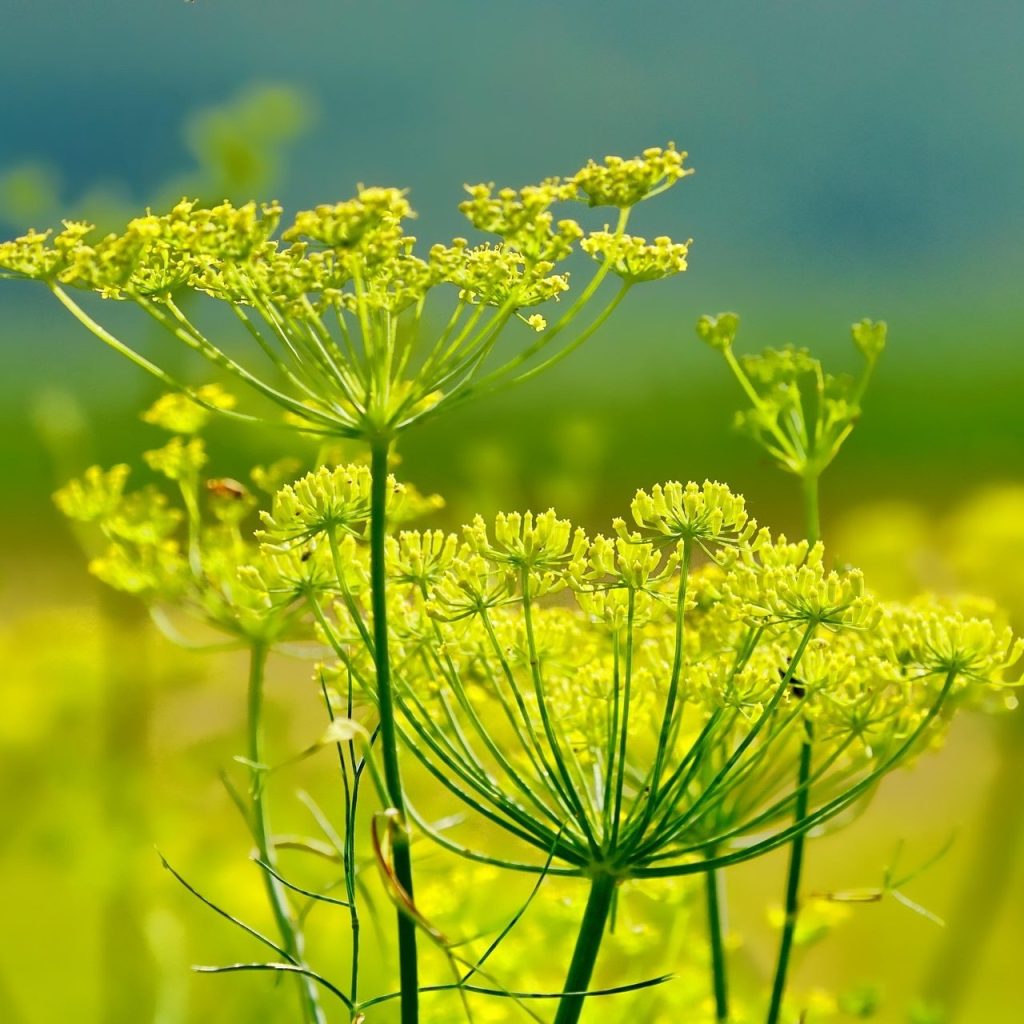 Wild Carrot vs Poison Hemlock – A Deep Dive – The Northwest Forager™