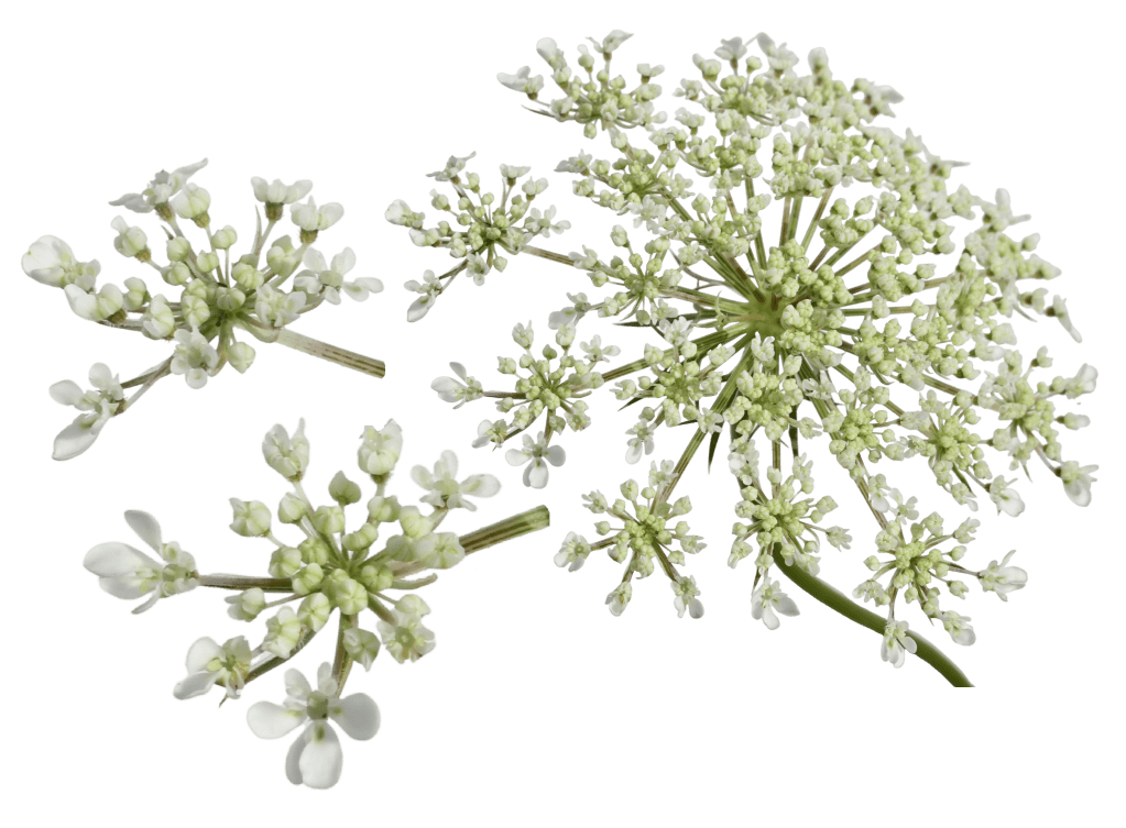Wild Carrot vs Poison Hemlock – A Deep Dive – The Northwest Forager™