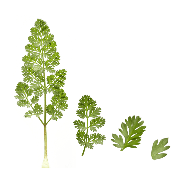 Wild Carrot vs Poison Hemlock – A Deep Dive – The Northwest Forager™