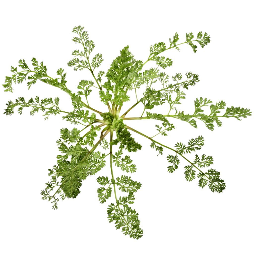 Wild Carrot vs Poison Hemlock – A Deep Dive – The Northwest Forager™