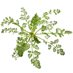 Wild Carrot vs Poison Hemlock – A Deep Dive – The Northwest Forager™